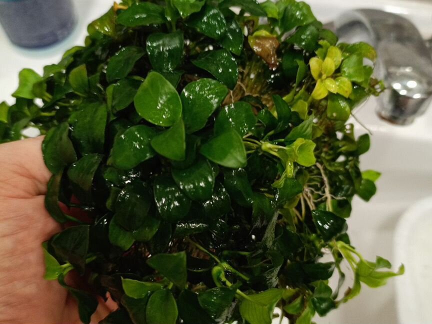 Анубиас нана петит