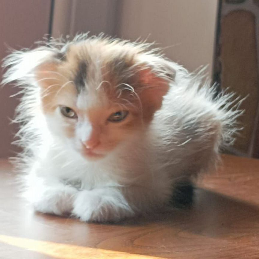 Девочка Карамелька ищет дом