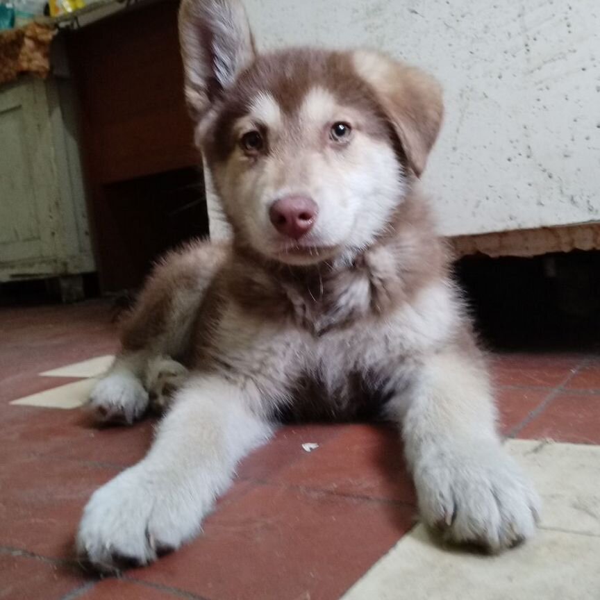 Щенки хаски бесплатно