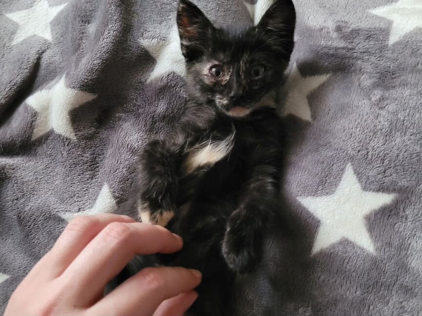 Кот в дар Посёлок Аютинский