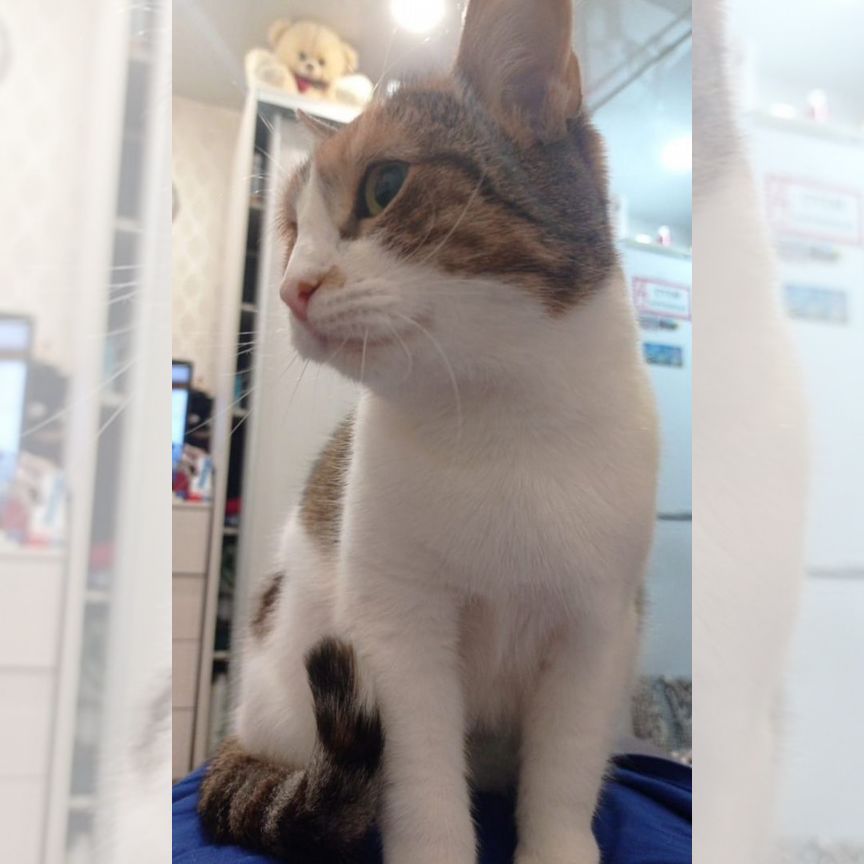 Кошки в добрые руки