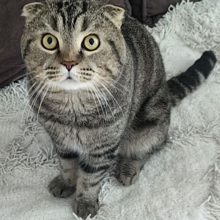 Шотландский вислоухий длинношёрстный, взрослый кот