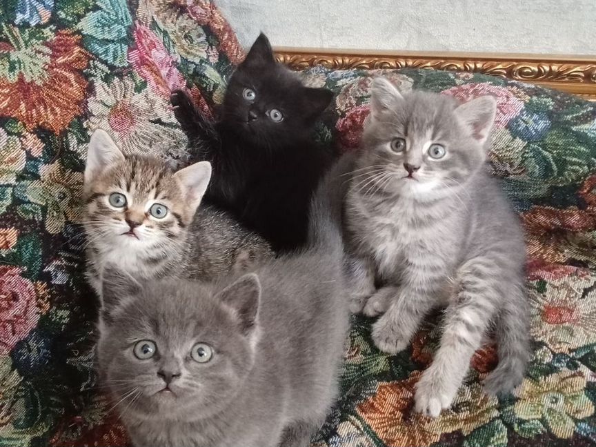 Котята в добрые руки