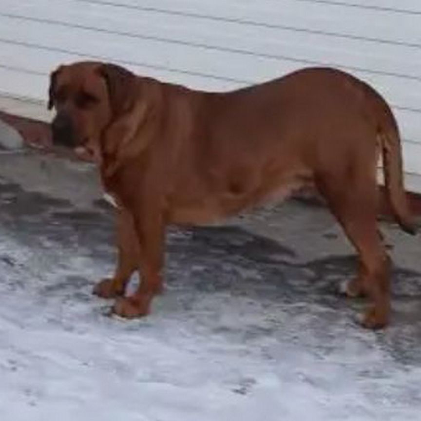 Сенбернар, взрослая собака