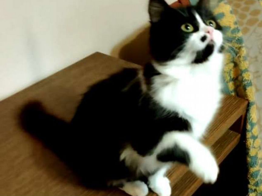 Котёнок Сибирский