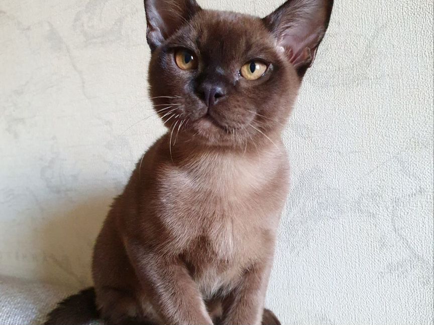 Бурманские котята