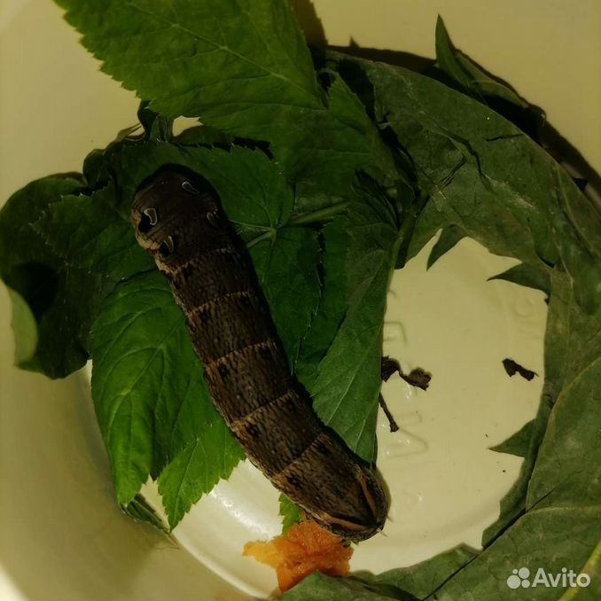 Бражник винный