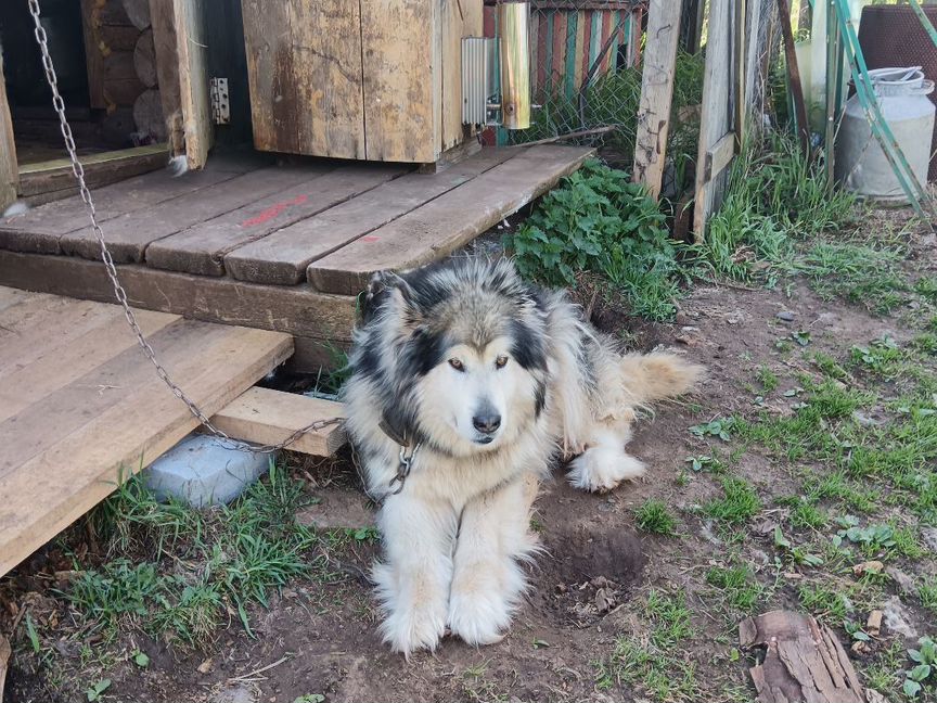 Собака в добрые руки отдам бесплатно