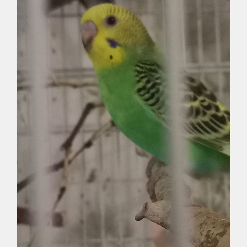 Волнистый попугай