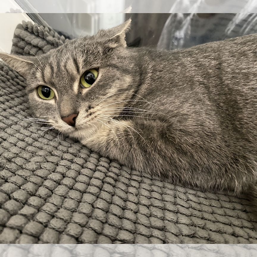 Взрослая, кошка в добрые руки