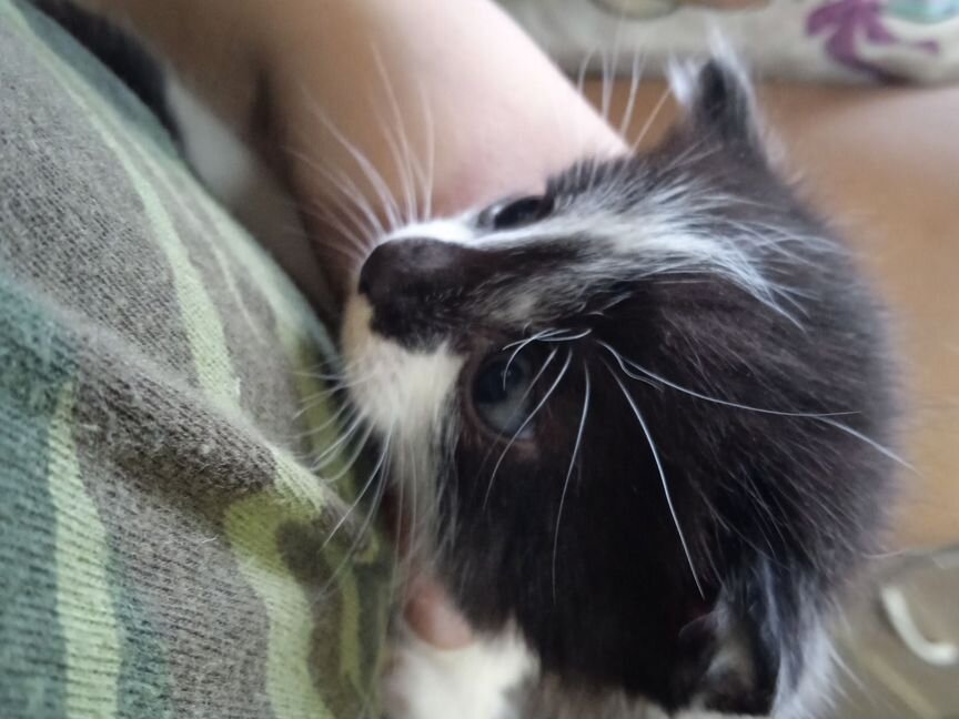 Катëнак маленькый Роджер