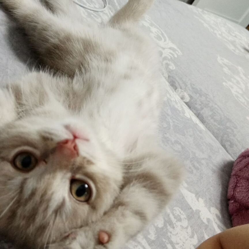 Кот шотландец