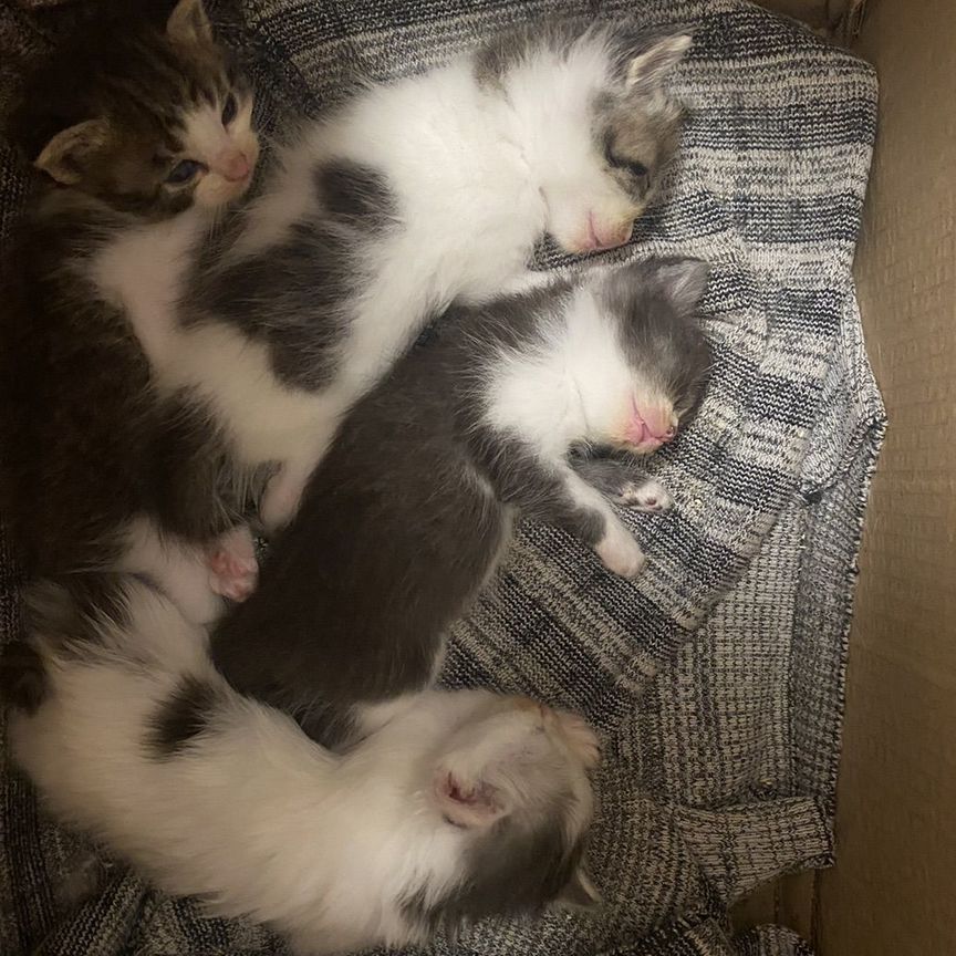 Котята