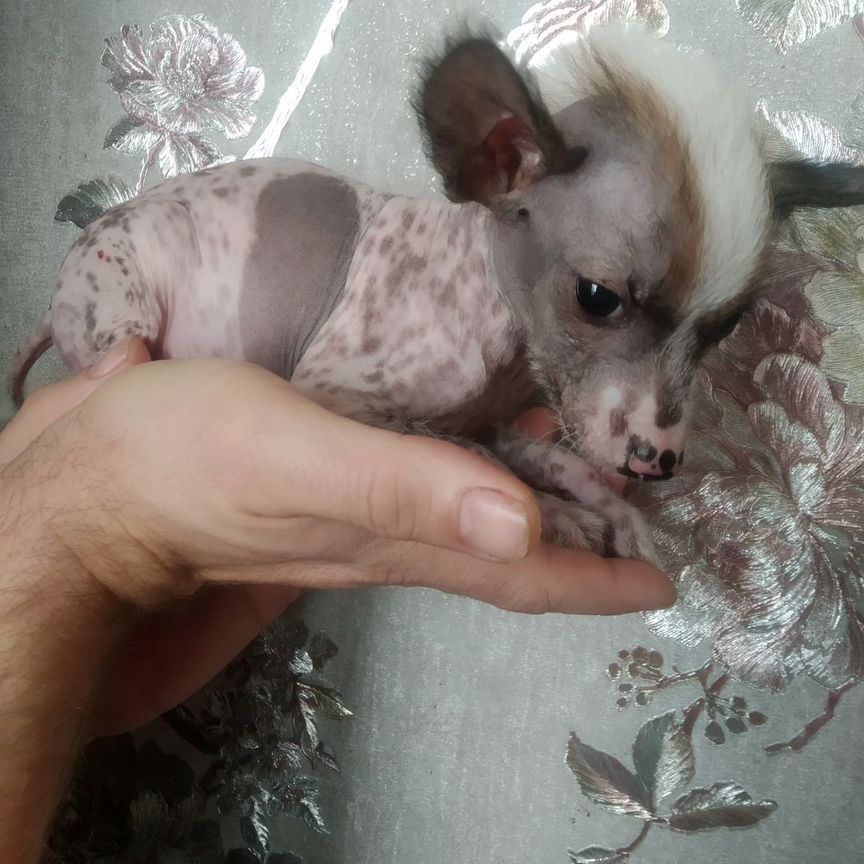 Щенок Китайский Хохлатый