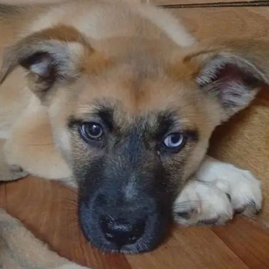 Щенок в добрые руки