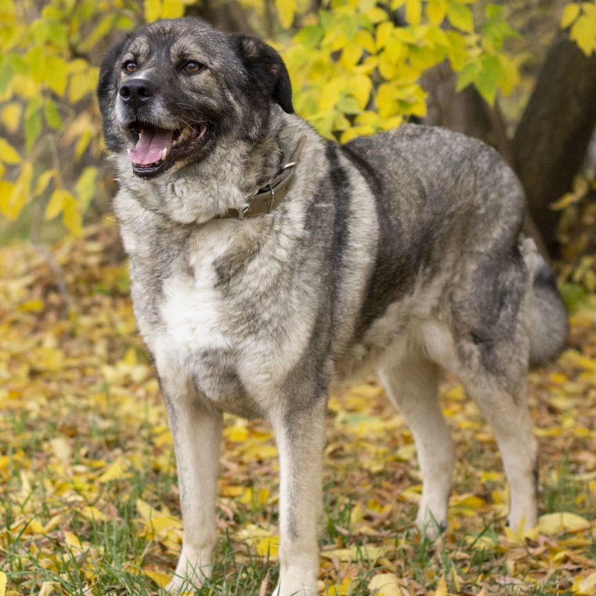 Взрослая собака в добрые руки