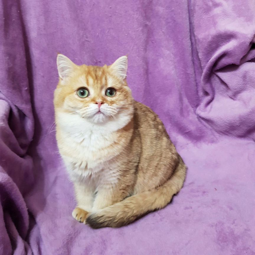 Шоколадная золотая шиншилла