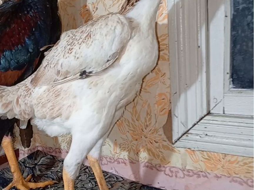 Бойцовые петухи о шамо