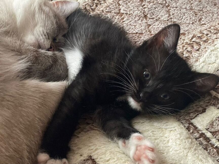 Котенок