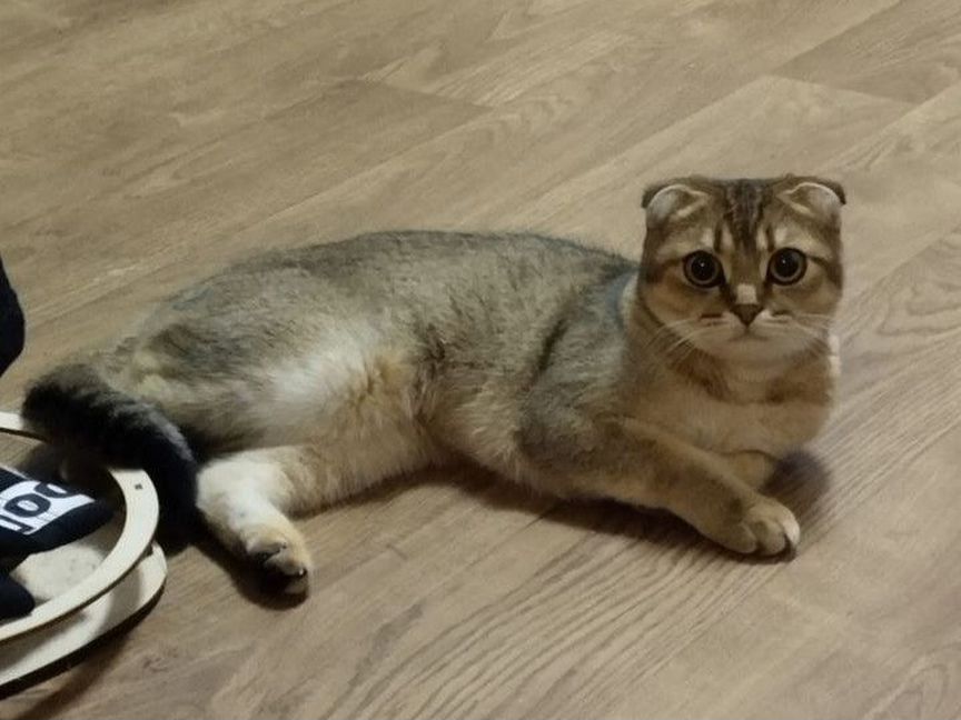 Шотландская кошка