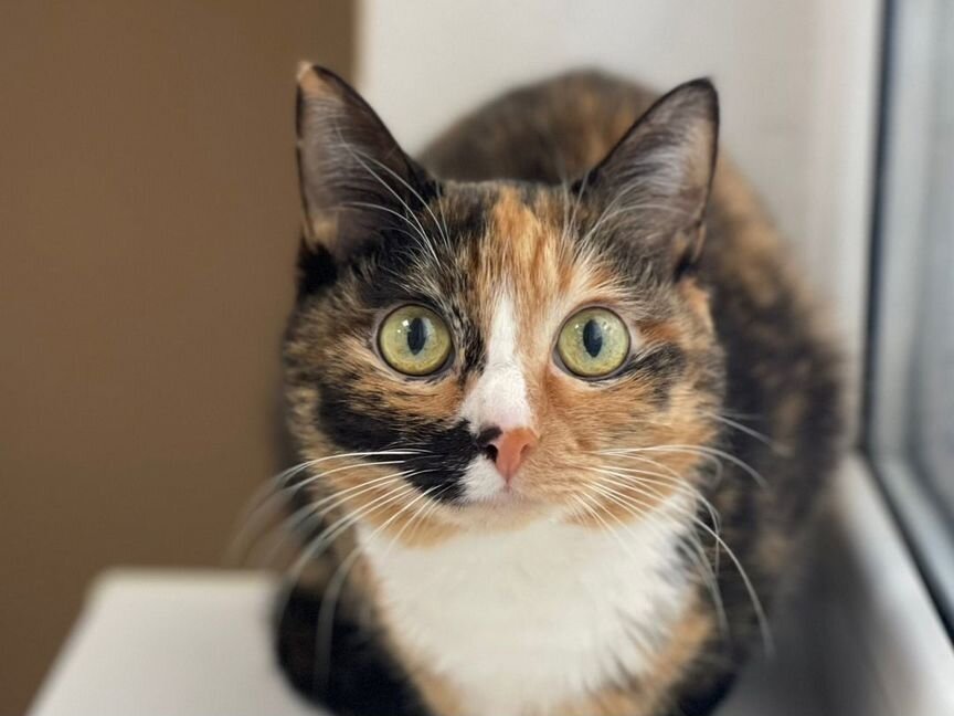 Нежная красивая кошка
