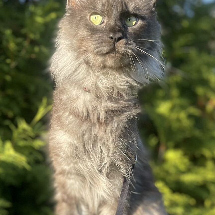 Мейн-кун кошкчка, чемпион породы