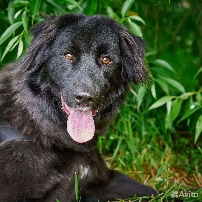 Собака, ради которой хочется жить
