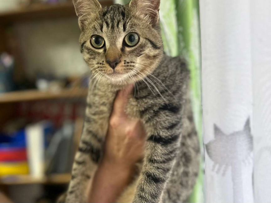 Котик подросток для тех, кто фанатеет от кошек