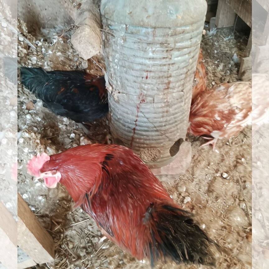 Куры и петухи домашние