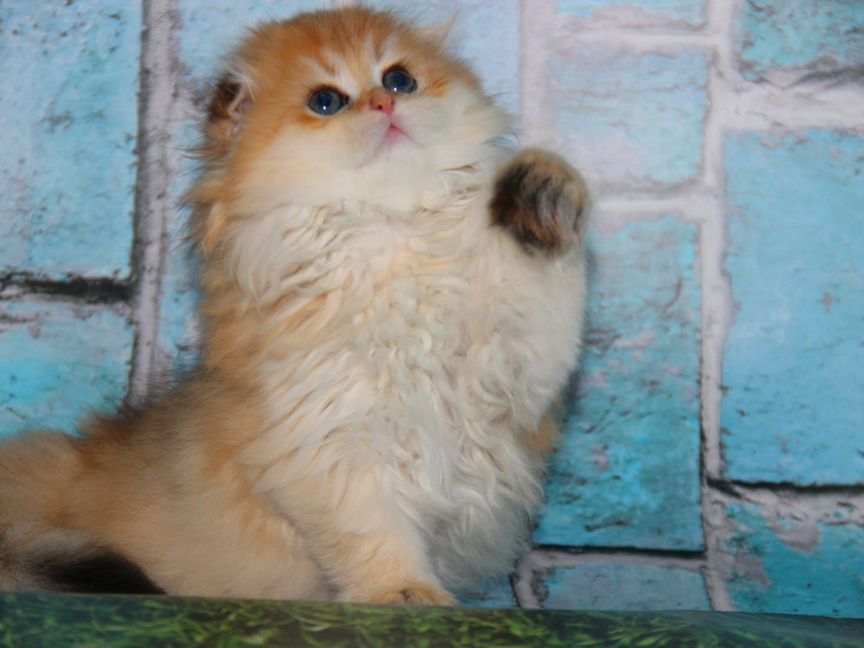 Шотландский кот