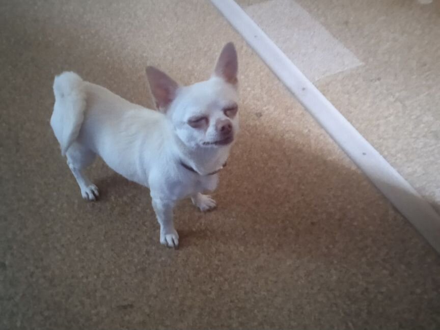 Вязка кобель чихуахуа