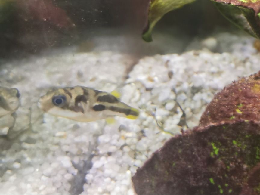 Тетрадон карликовый