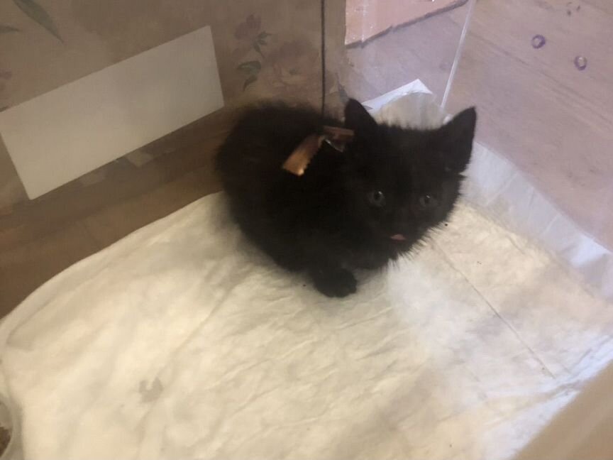 Черный котенок от мышеловки