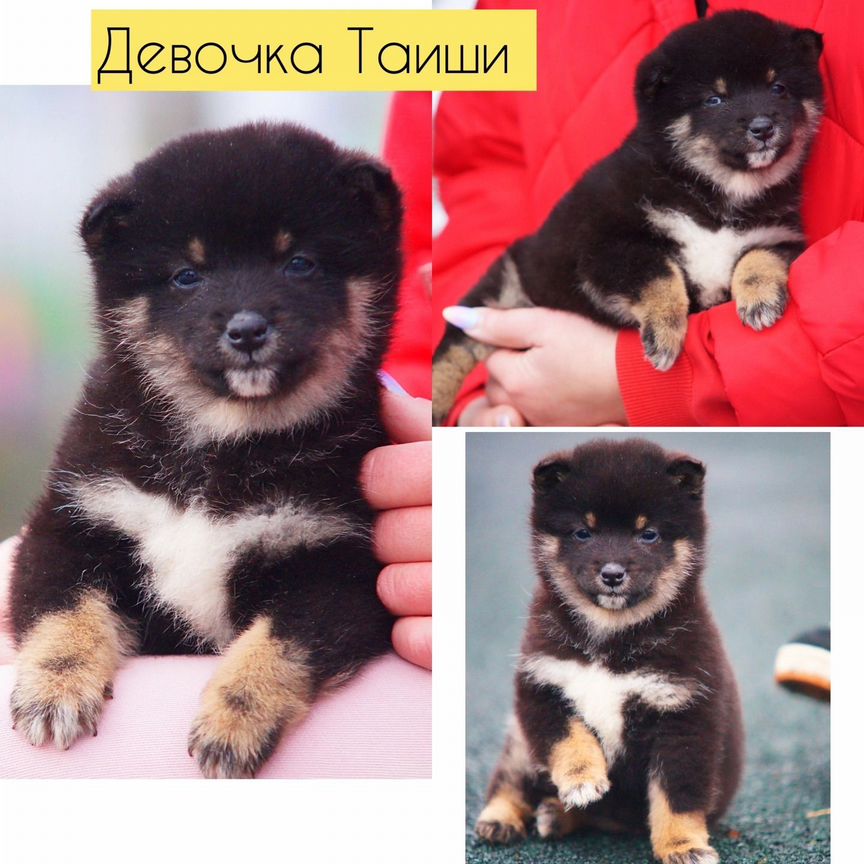 Сиба девочка питомник