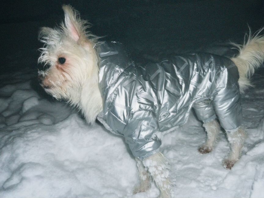 Зимний костюм для собак