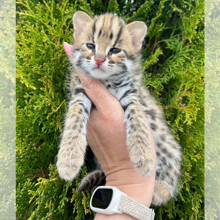 Котёнок от частного владельца