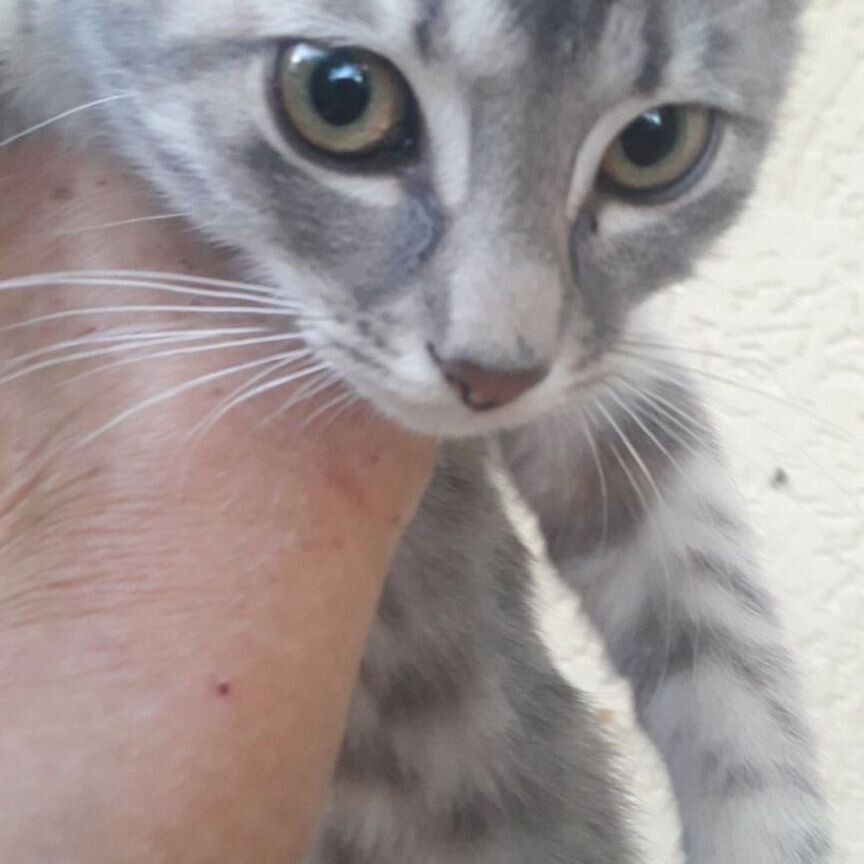 Котята 2 мес