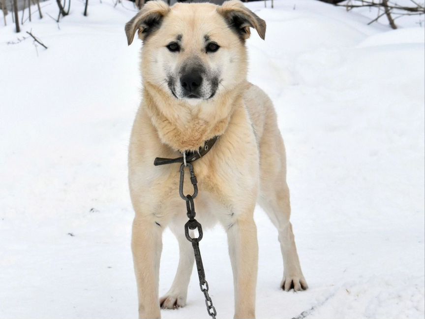 Собака девочка Веста