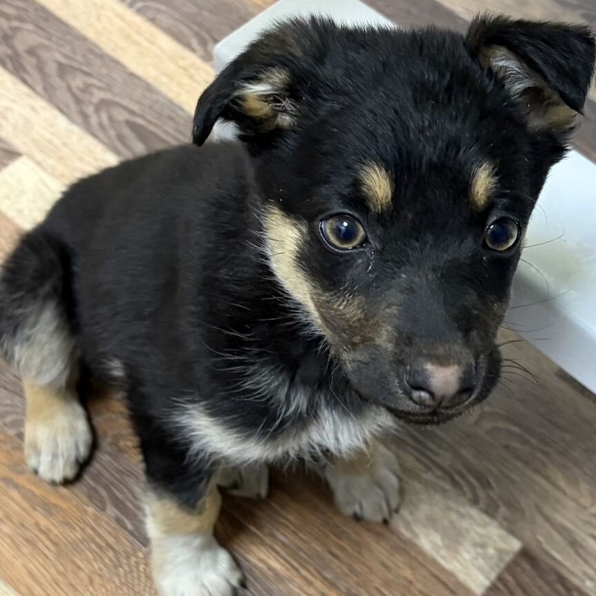 Щенок в добрые руки