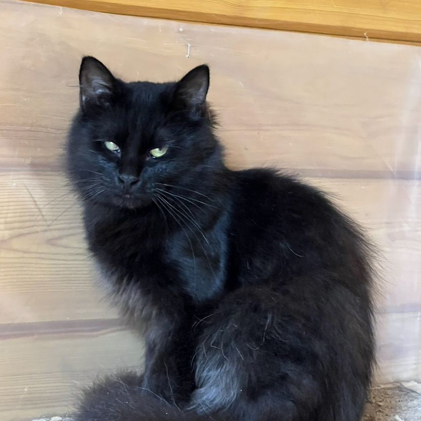 Ищет дом котик