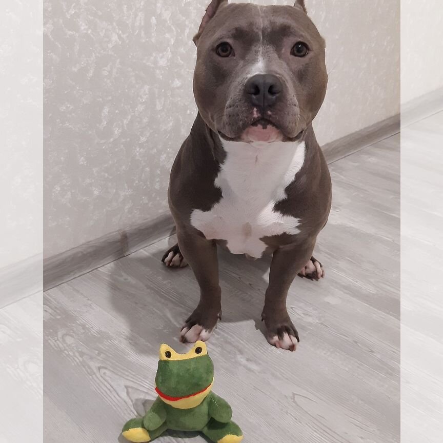 Американский булли