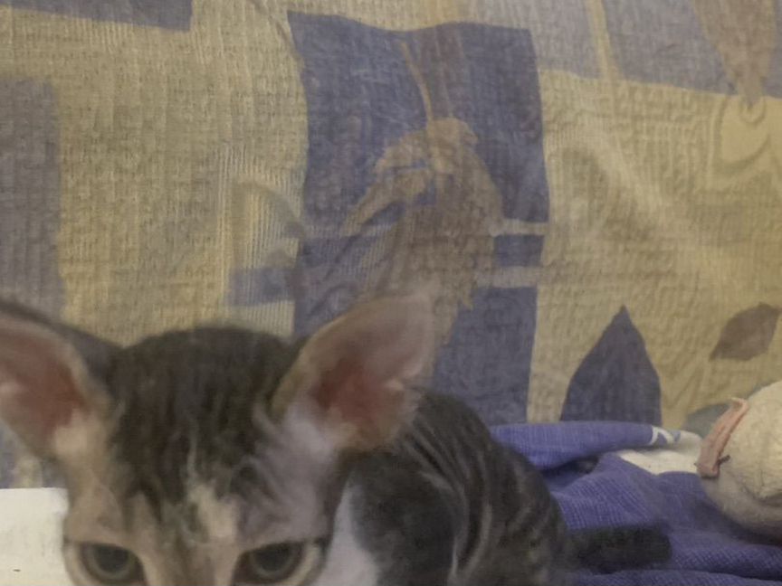Котята сфинкс велюр