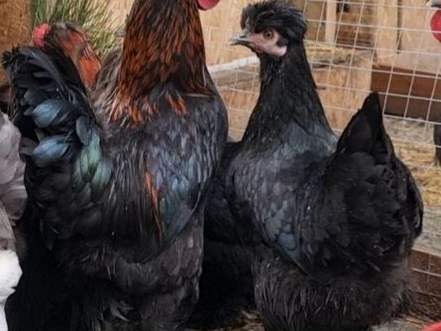 Семья Бентамка мохноногая 1+4