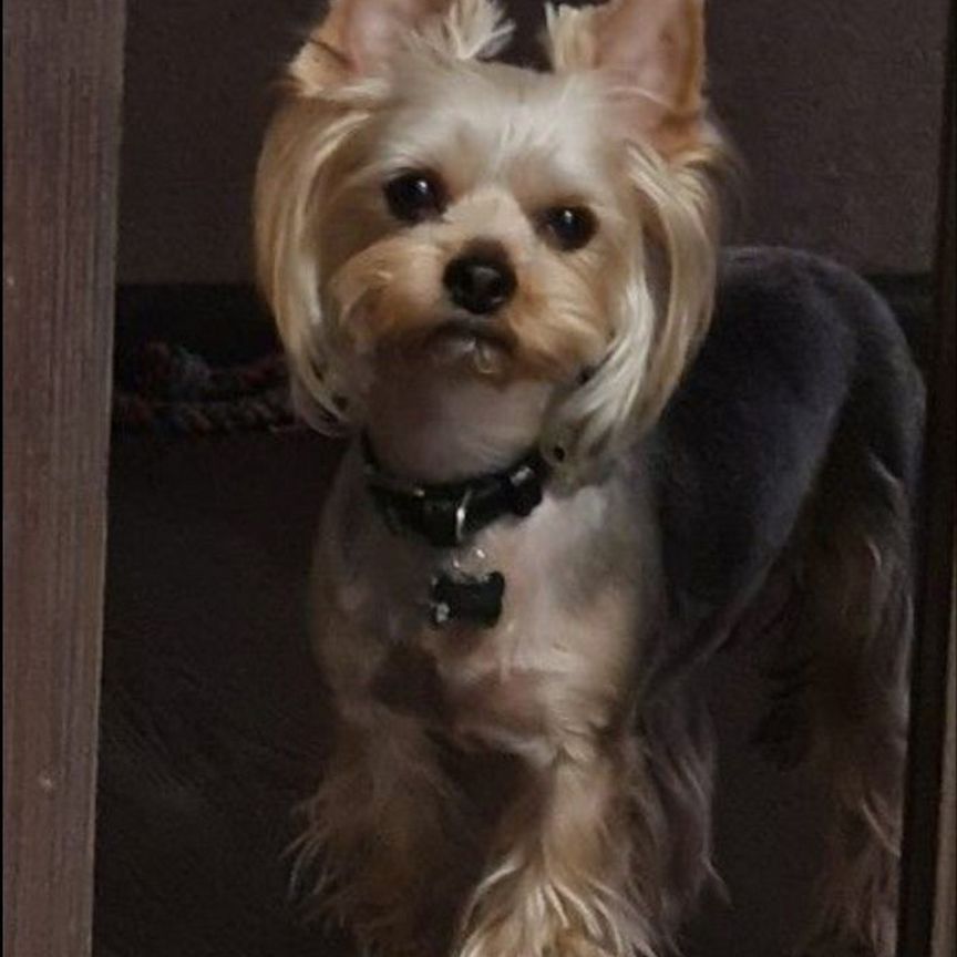 Йоркширский терьер