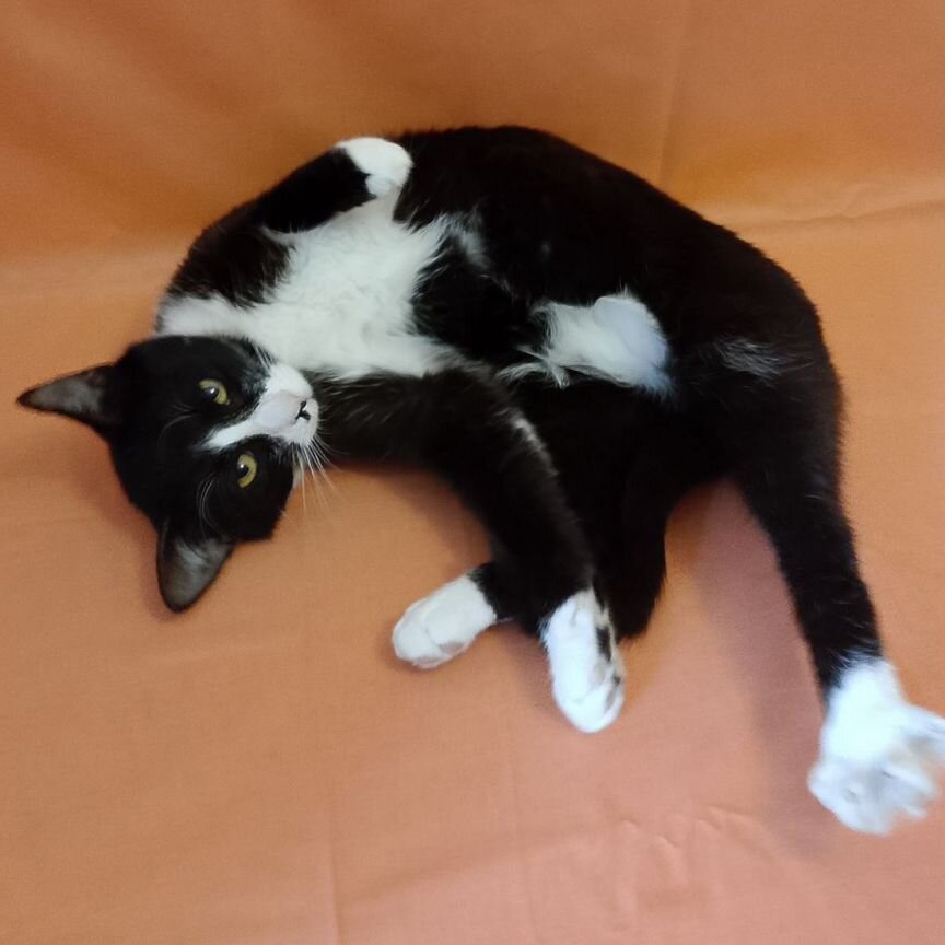 Экзотический короткошёрстный, взрослый кот