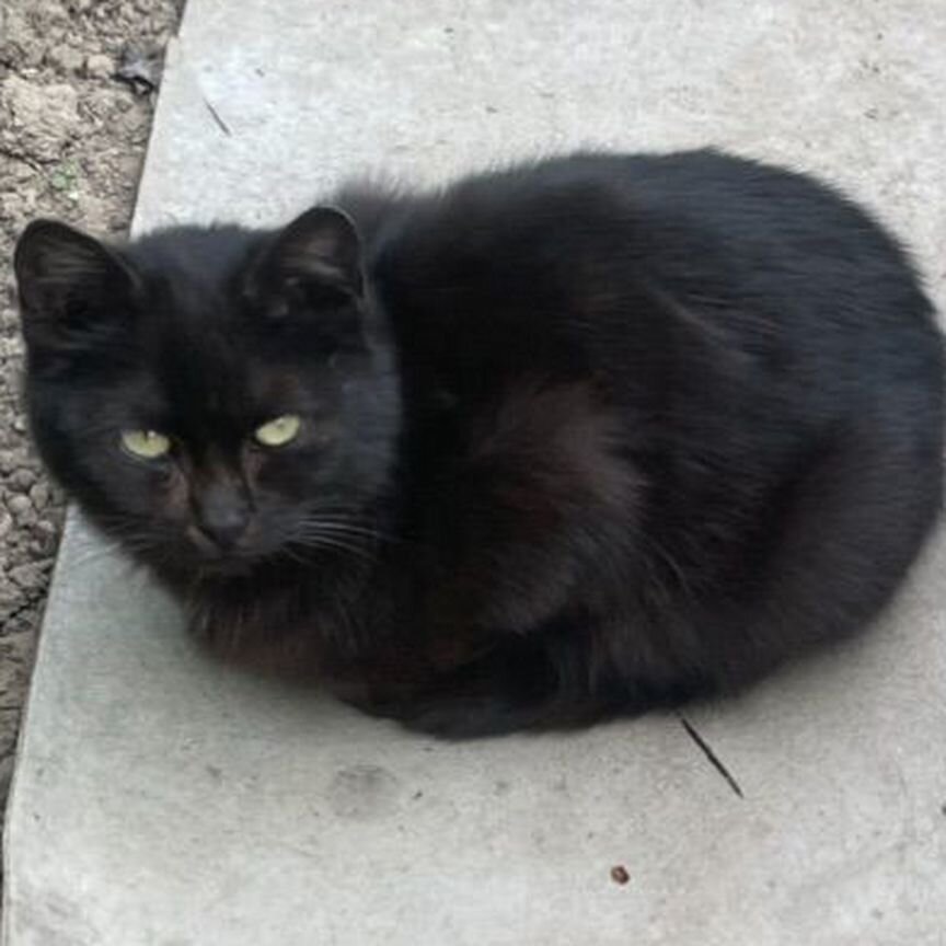 Британский короткошёрстный котёнок
