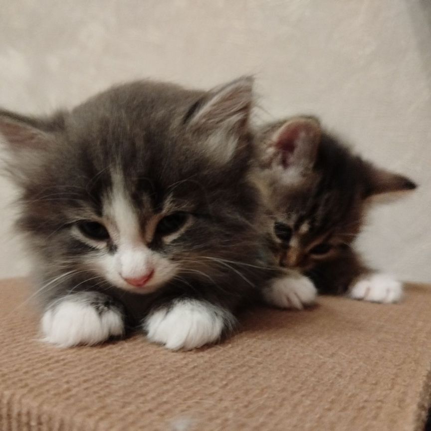 Котёнок от частного владельца