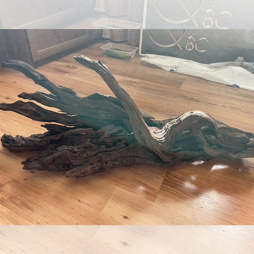 Коряга мангровая