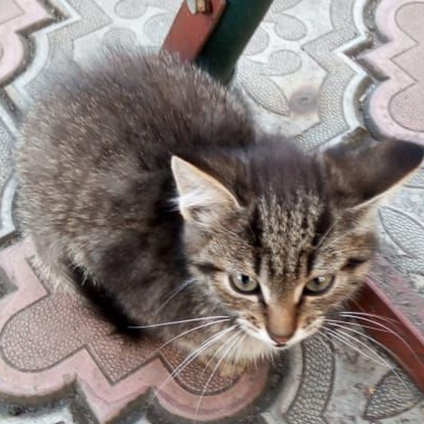 Котята бесплатно в добрые руки