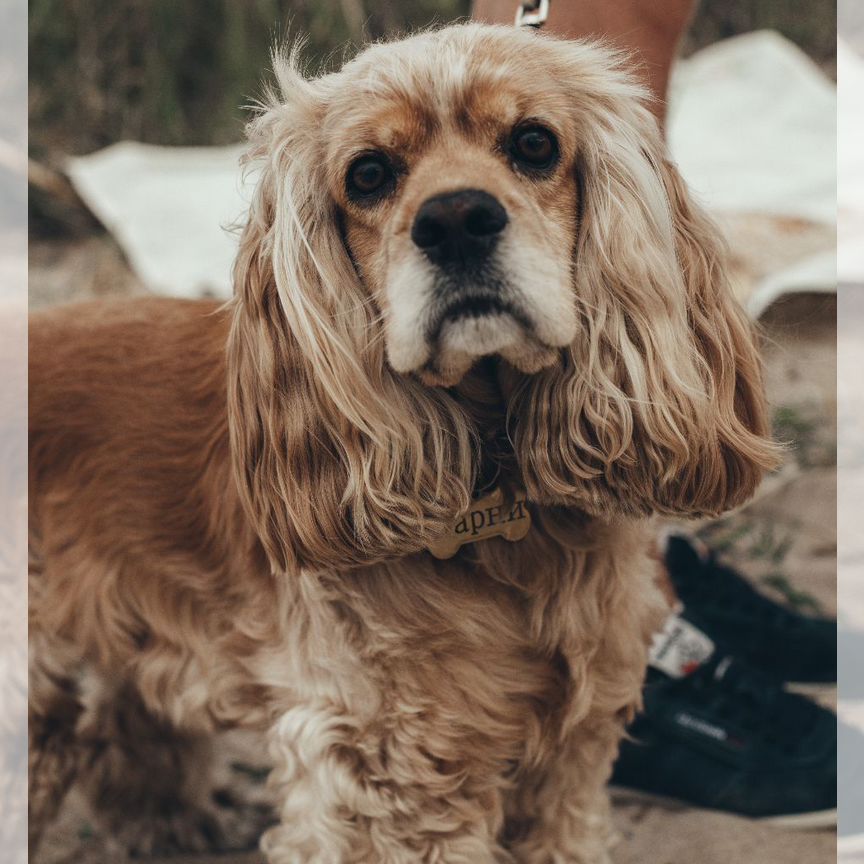 Кокер спаниель вязка